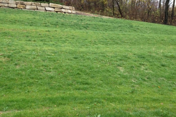 Transform Your Lawn: See the Amazing Before and After Results!