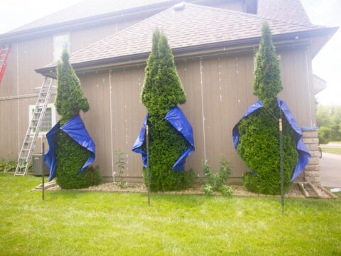 How to Paint Behind and Around Bushes Outdoor: Hack for Painting Exterior