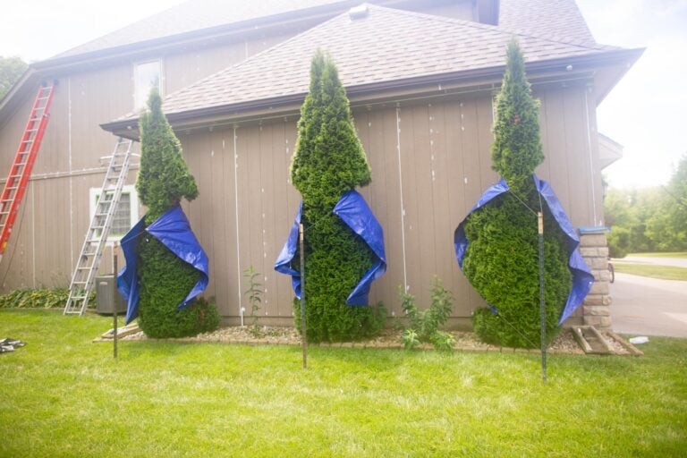 How to Paint Behind and Around Bushes Outdoor: Hack for Painting Exterior