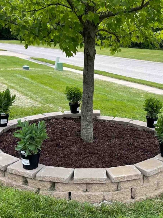 How to Make a Christmas Tree Collar (Step by Step with pictures)