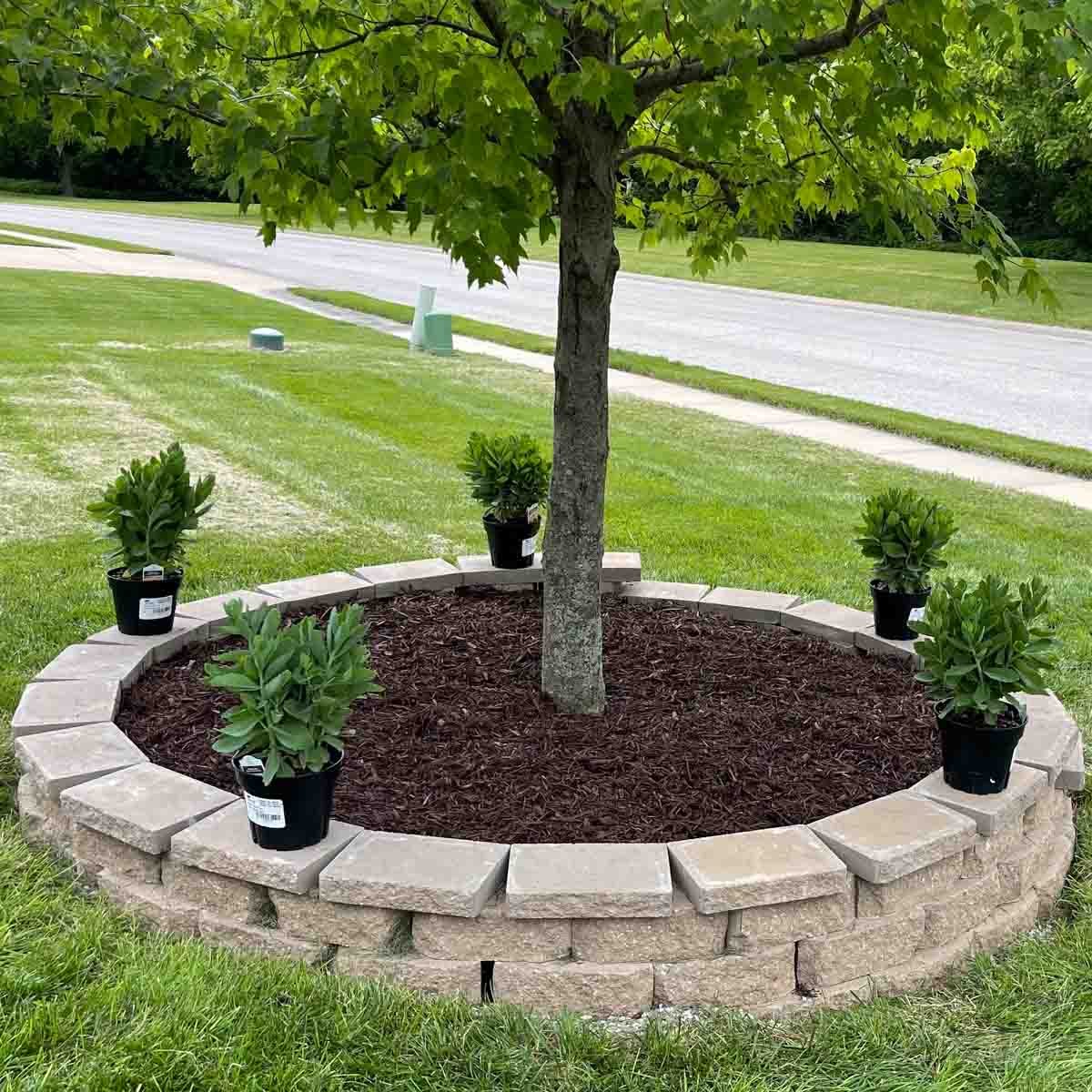 Easy DIY Tree Ring Makeover: Budget-Friendly Front Yard Transformation