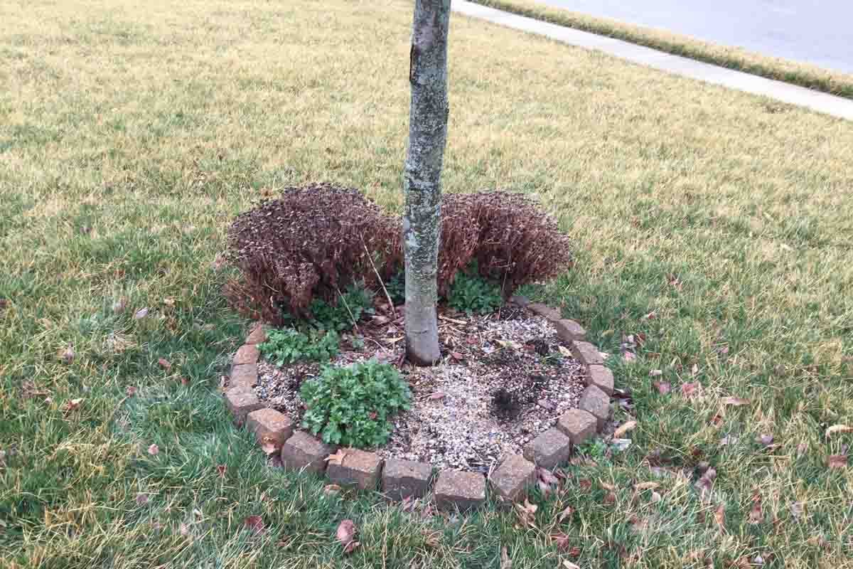 Easy DIY Tree Ring Makeover: Budget-Friendly Front Yard Transformation
