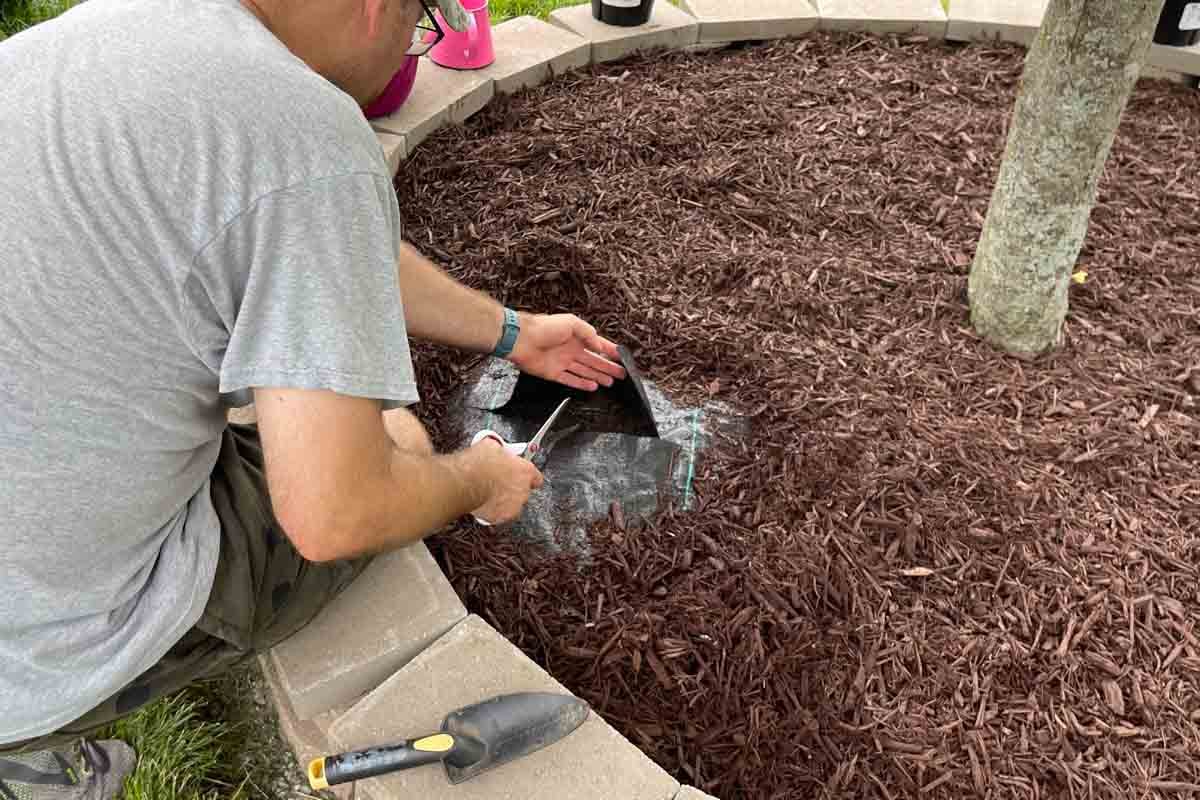 Easy DIY Tree Ring Makeover: Budget-Friendly Front Yard Transformation